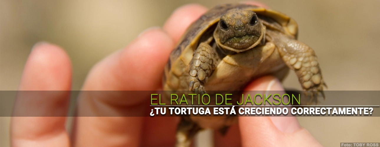 El ratio de Jackson