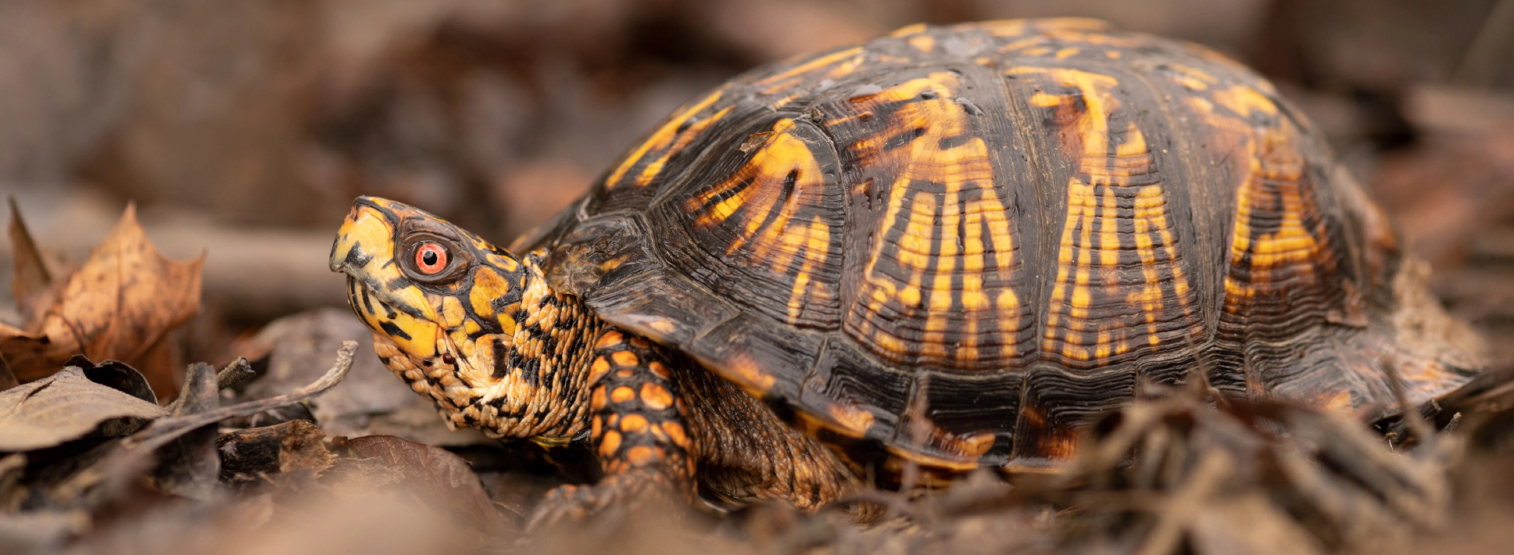 La tortuga radiada (Astrochelys radiata)